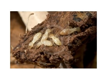 All Guard Pest Control - how to choose a safe pest control firm ...