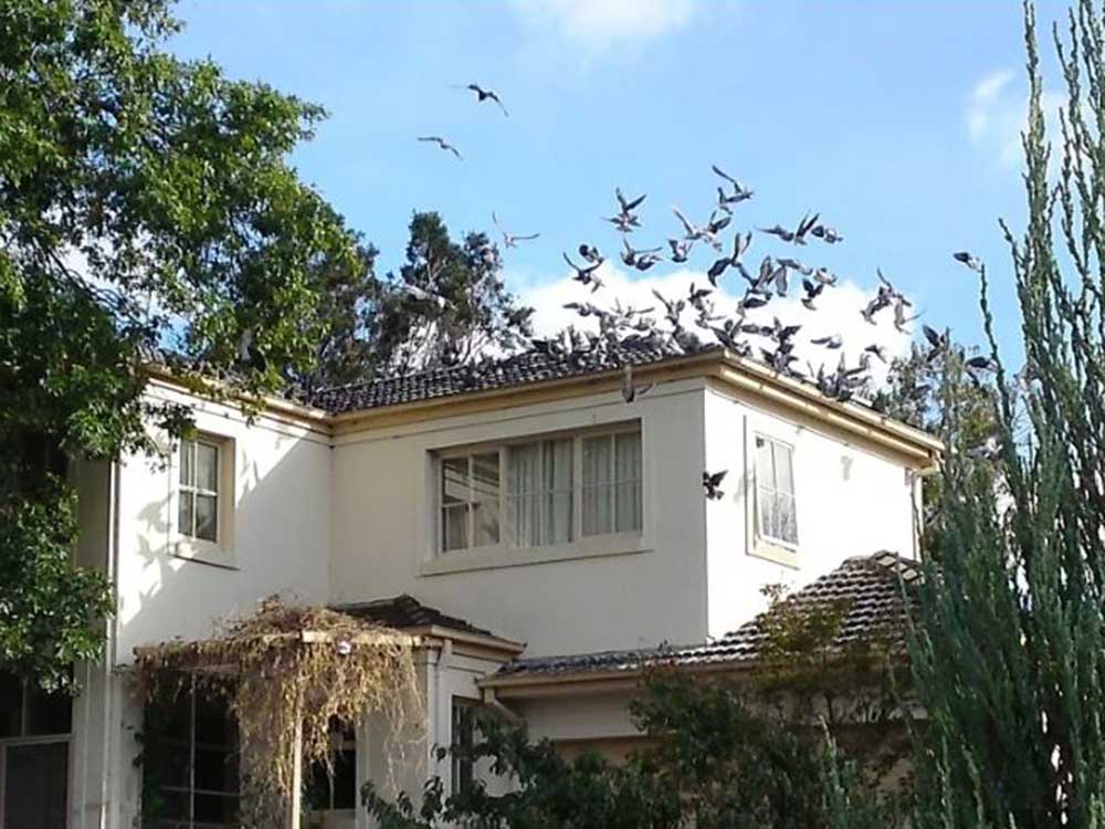 How to keep pest birds away from your solar panels | Architecture & Design