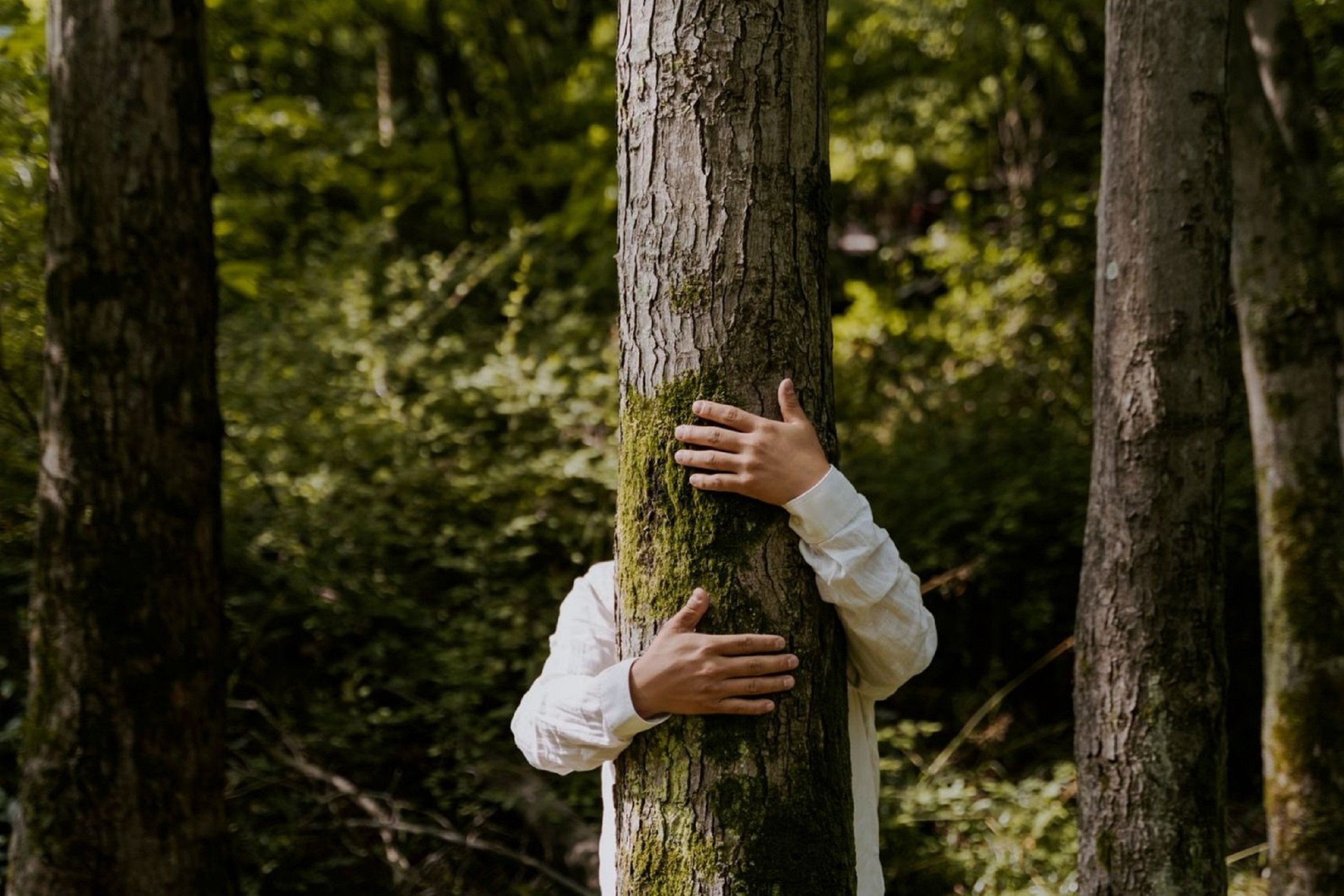 Australian hardwoods, timber grading and changing the narrative ...