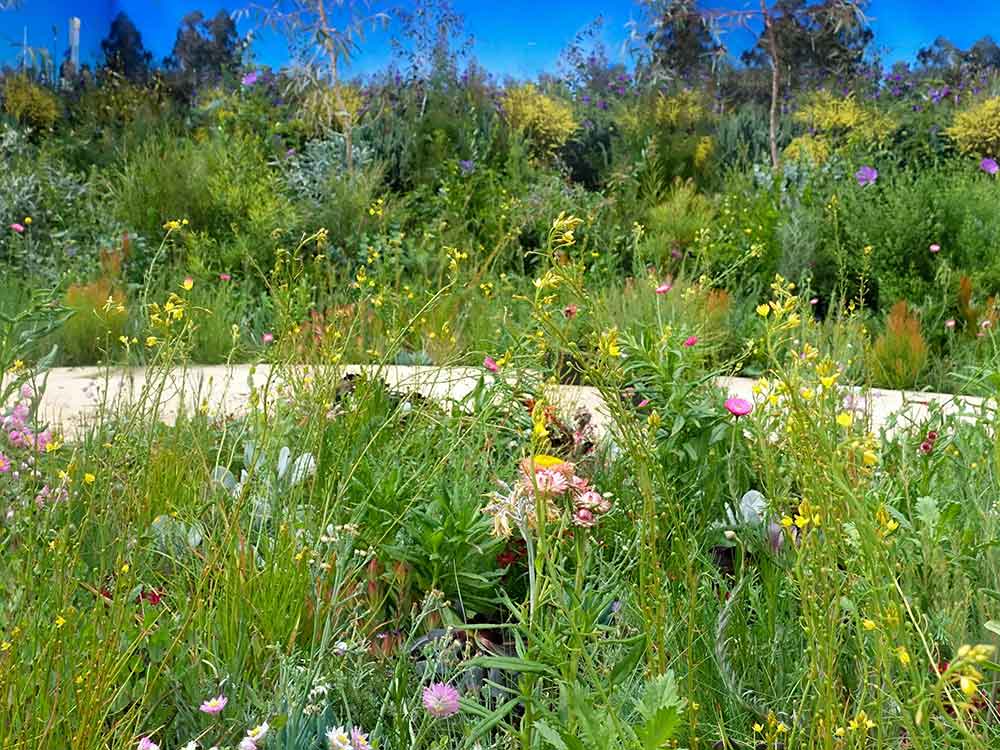 University of Melbourne, Super Bloom and Hassell collaboration designs ...