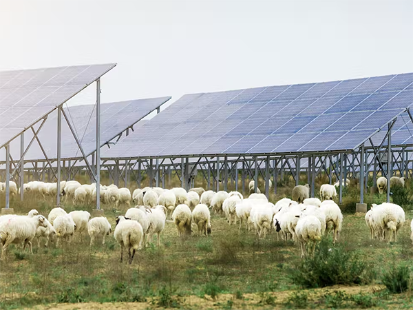 How solar farms can double as havens for our wildlife | Architecture ...