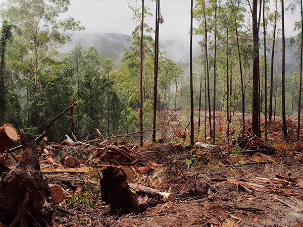 Native forest logging set to make bushfires worse | Architecture & Design