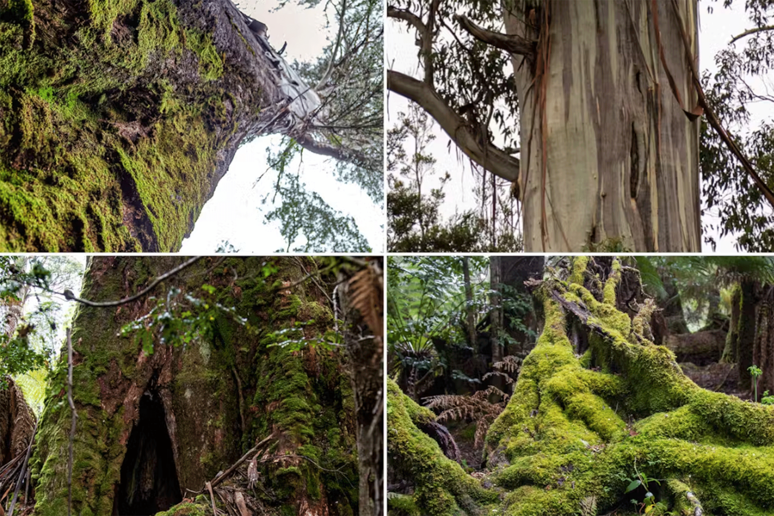Ingenious things trees do that human designers can learn from ...